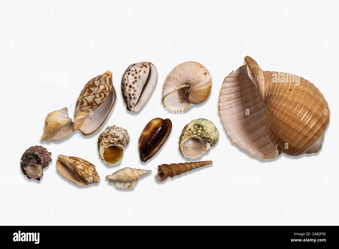 Composition with different spices, Cardamom. black pepper. Spherical ...