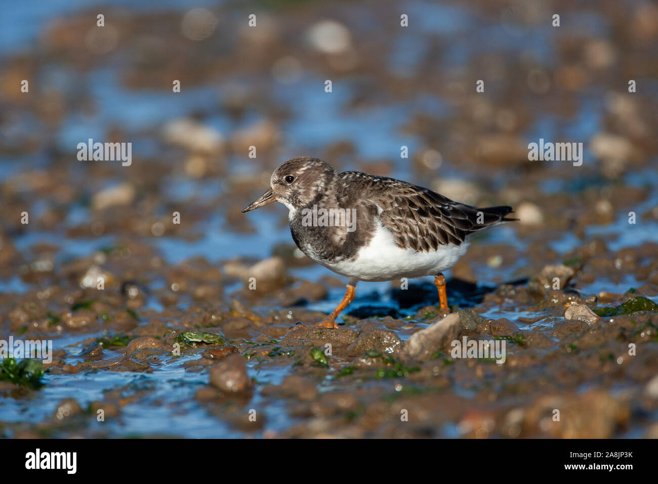 Black turnstone flying hi-res stock photography and images - Alamy