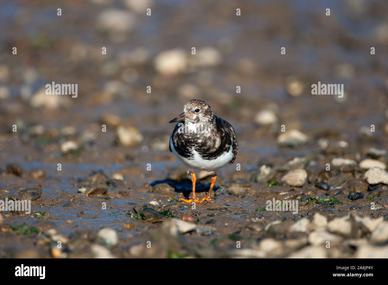 Turnstone, Arenaria interpres, Norfolk UK Stock Photo - Alamy