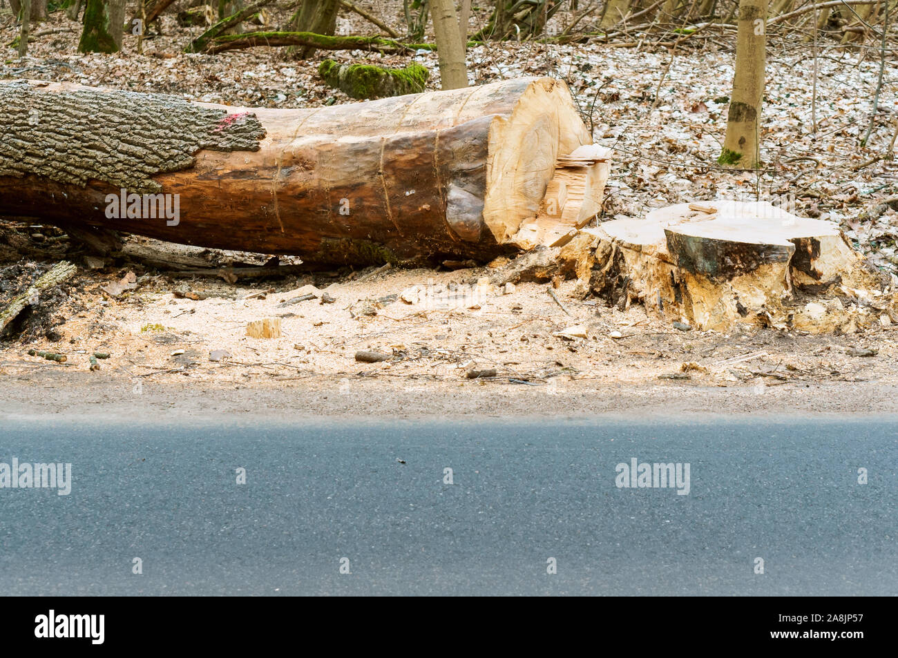 felled the tree, sawed the trunk of the tree, felling trees on the road ...