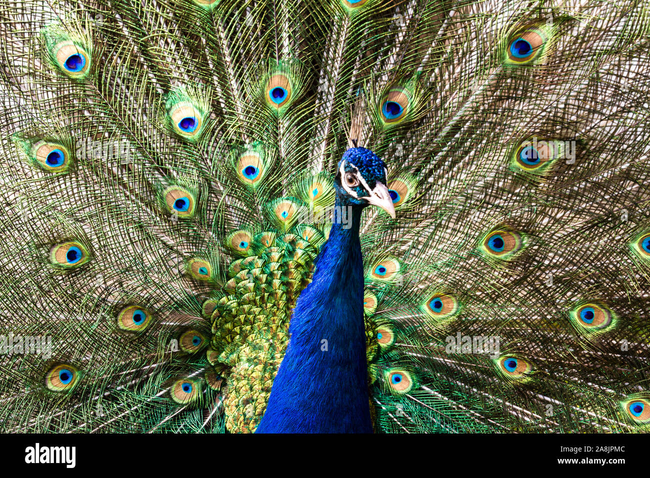Beautiful colorful indian peacock. Close Up image of bird peafowl Stock ...