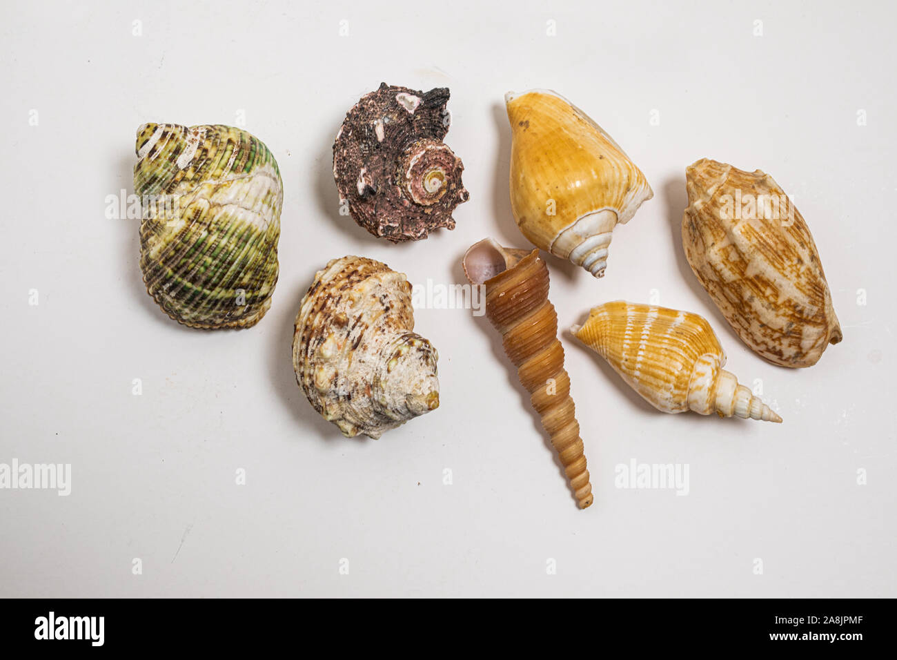 seashells, conch, white background - Image Stock Photo - Alamy