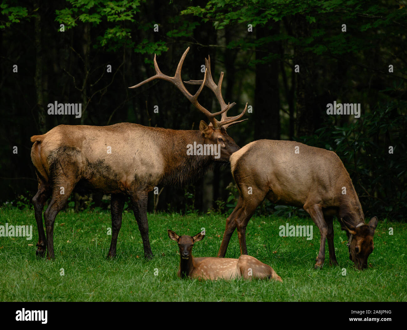 Baby elk hi-res stock photography and images - Alamy