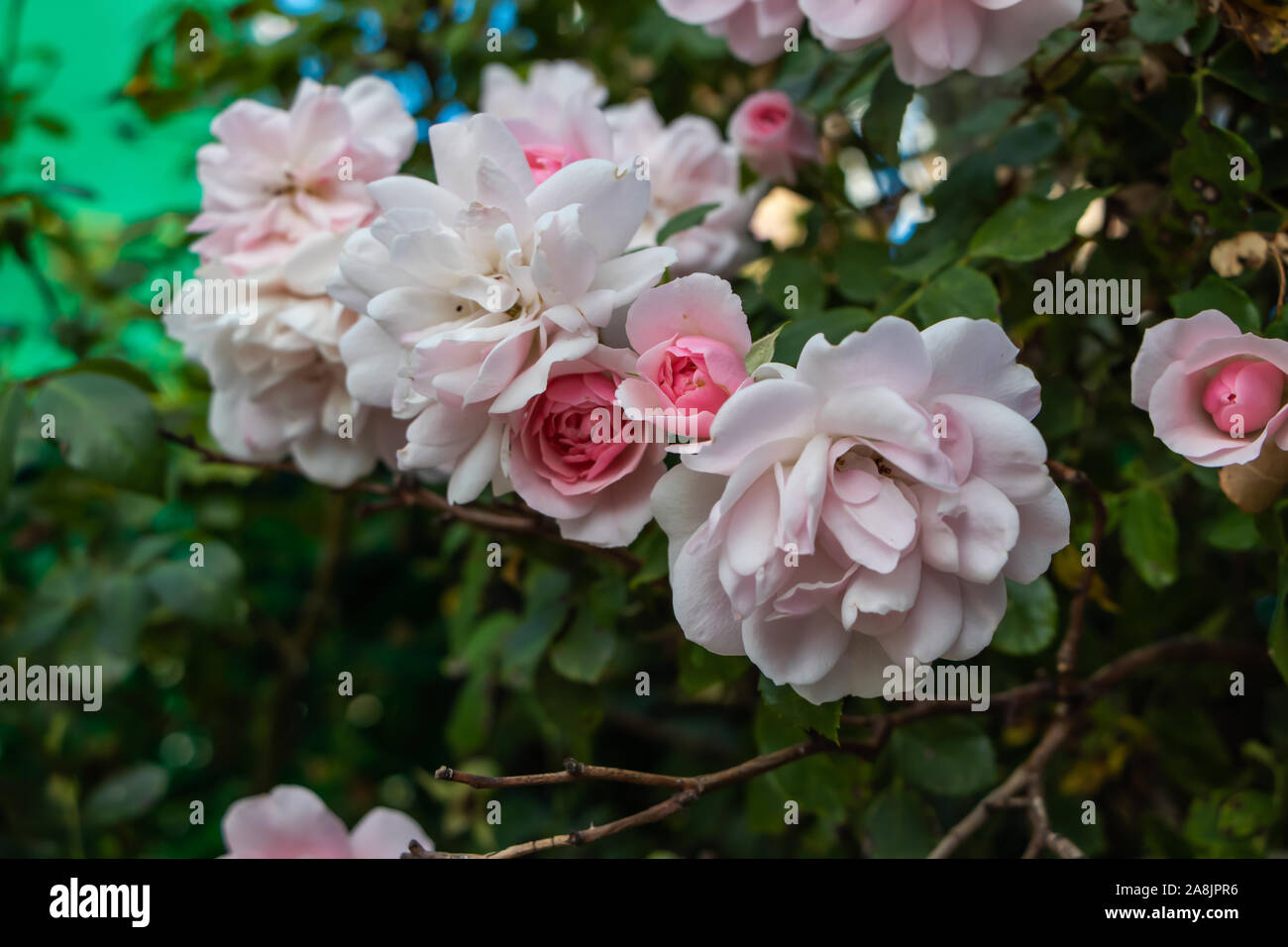 Beautiful rose bush Stock Photo - Alamy