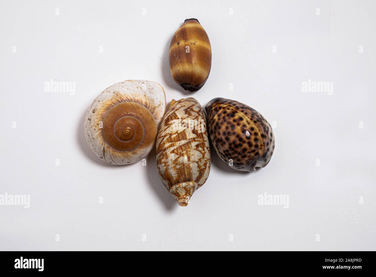 seashells, conch, white background - Image Stock Photo - Alamy