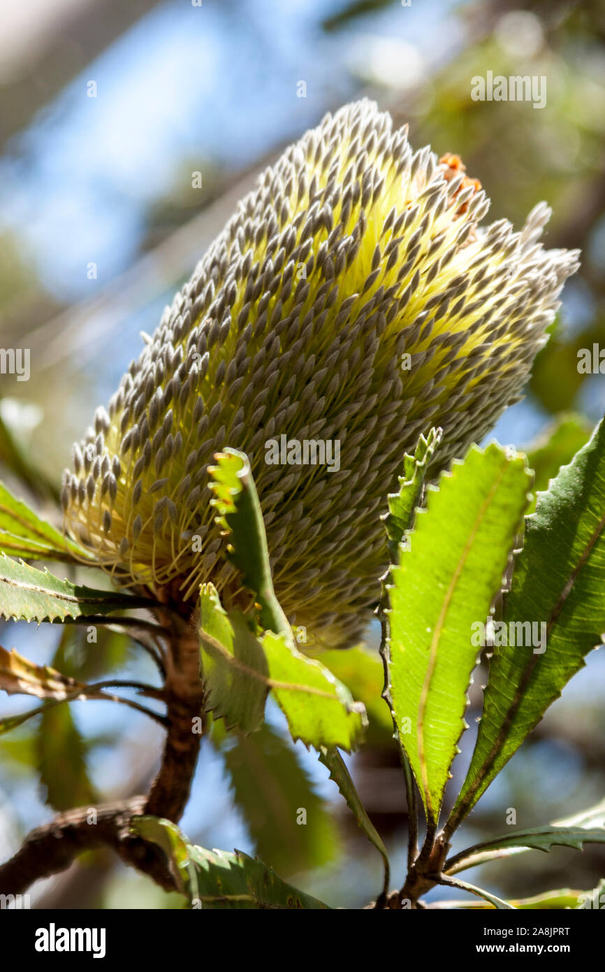 Coastal banksia hi-res stock photography and images - Alamy