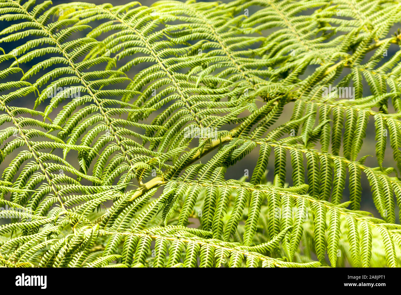 Fern (Polypodiophyta) in Australian rainforest. Green natural ...