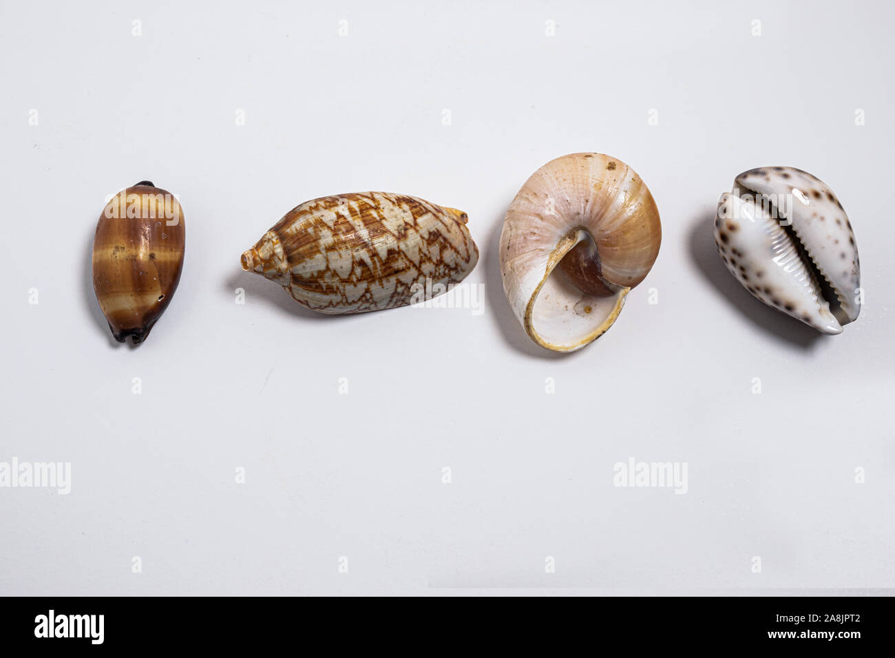 seashells, conch, white background - Image Stock Photo - Alamy