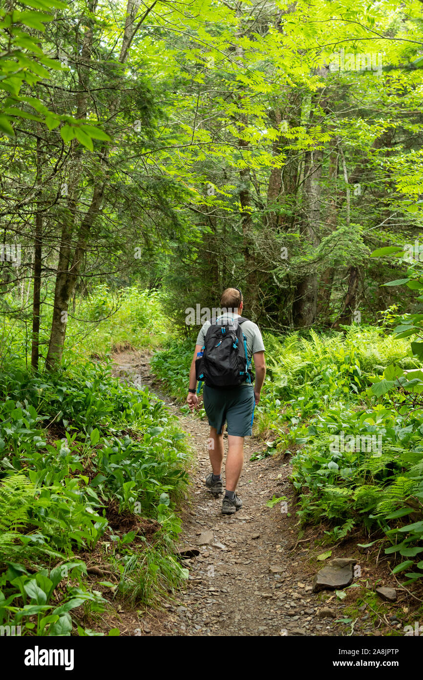 Man Hikes Through Forest in Smokies in Summer Stock Photo - Alamy