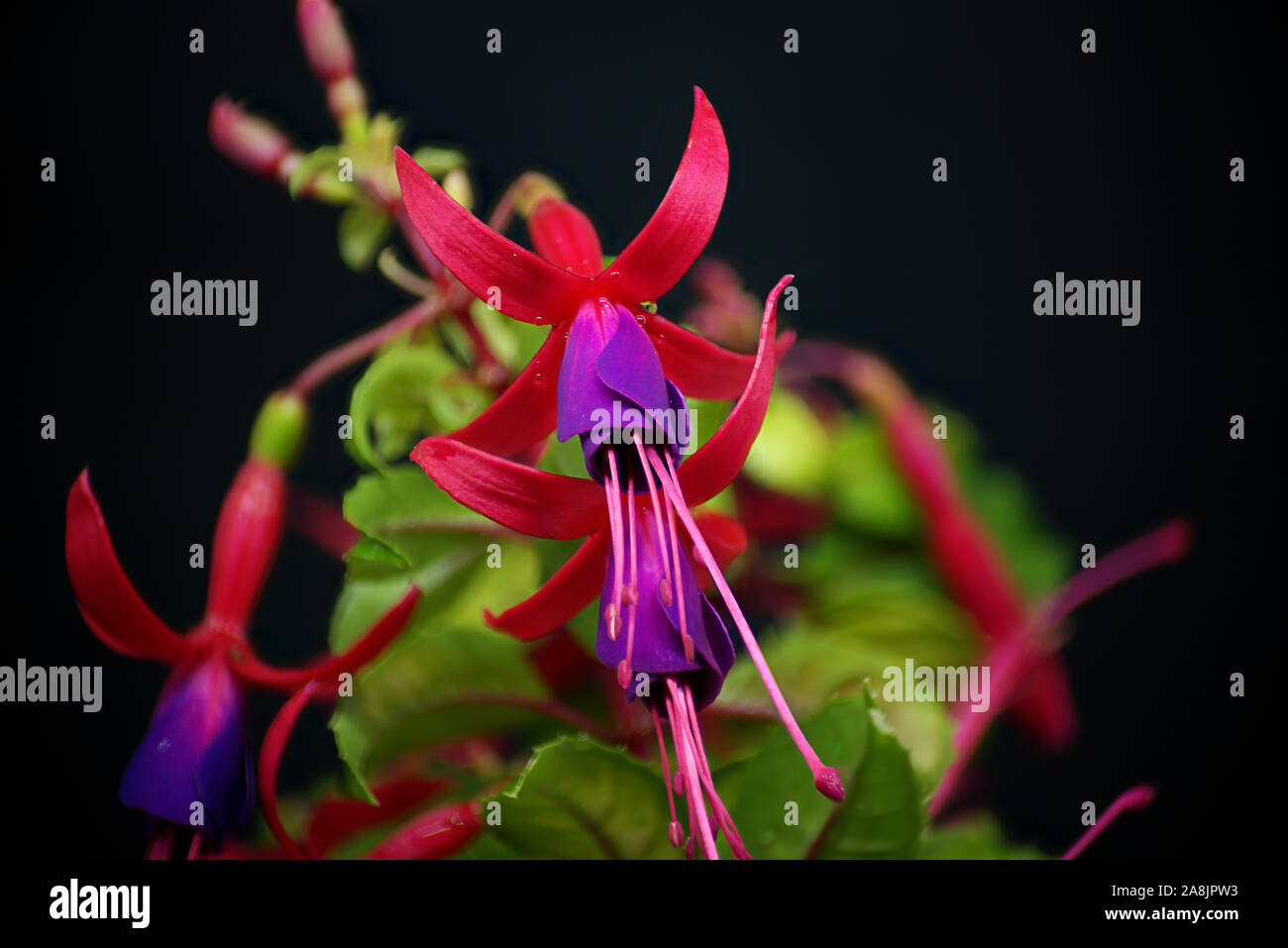 Hardy fuchsia fuchsia magellanica blooming hi-res stock photography and ...