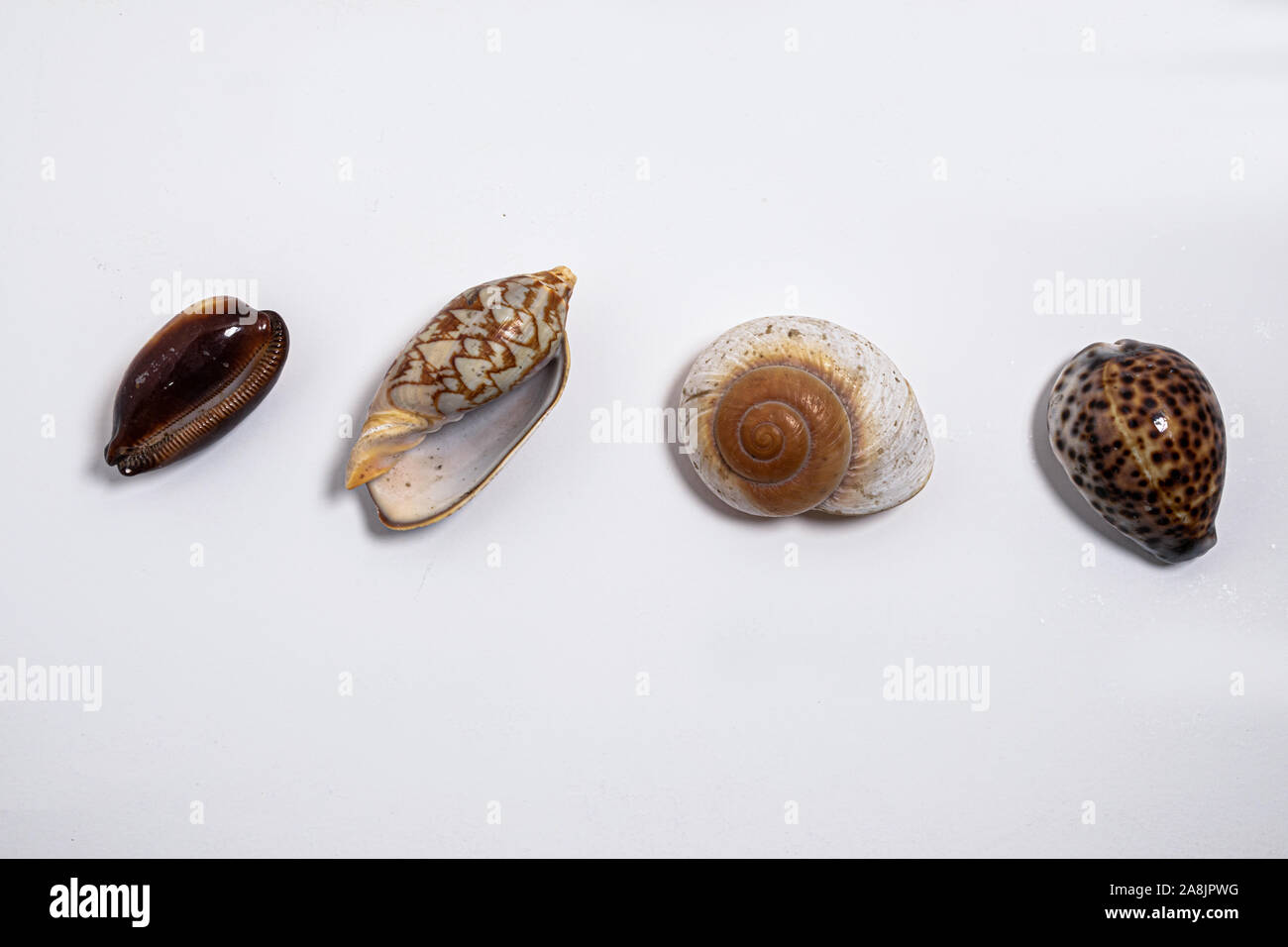 seashells, conch, white background - Image Stock Photo - Alamy