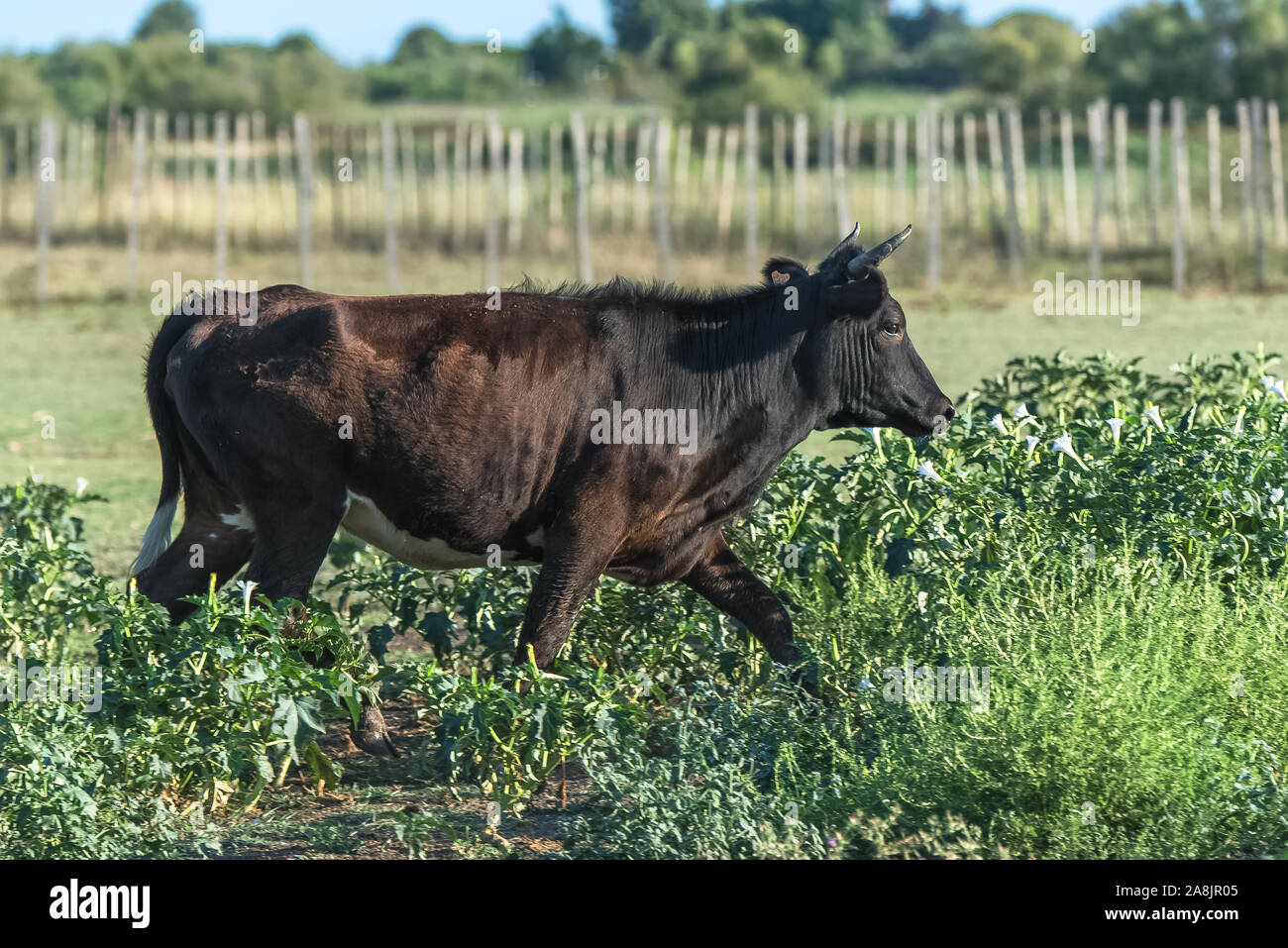 Bull running in a field, riders sorting bulls in Camargue Stock Photo ...