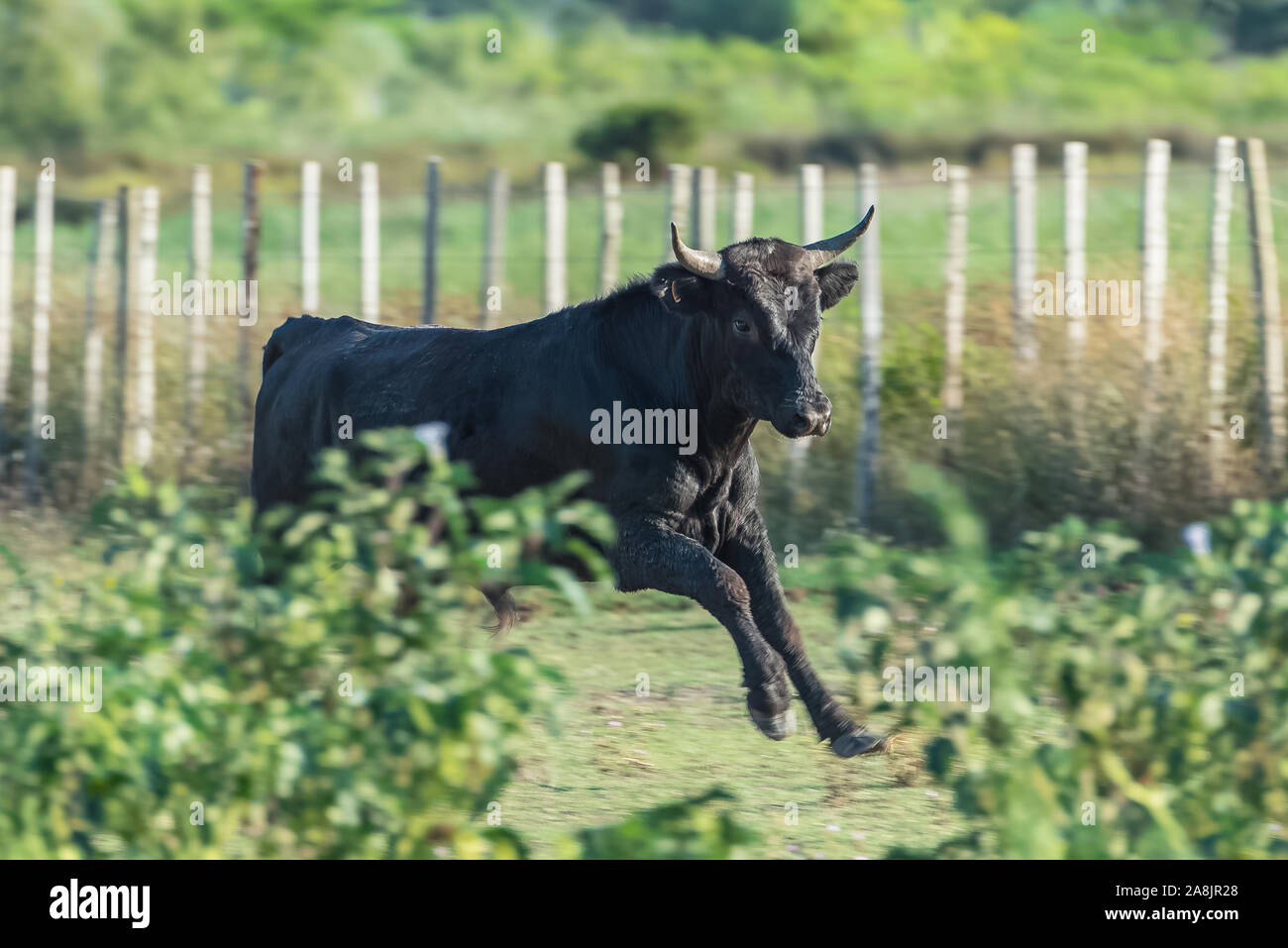 Bull running in a field, riders sorting bulls in Camargue Stock Photo ...