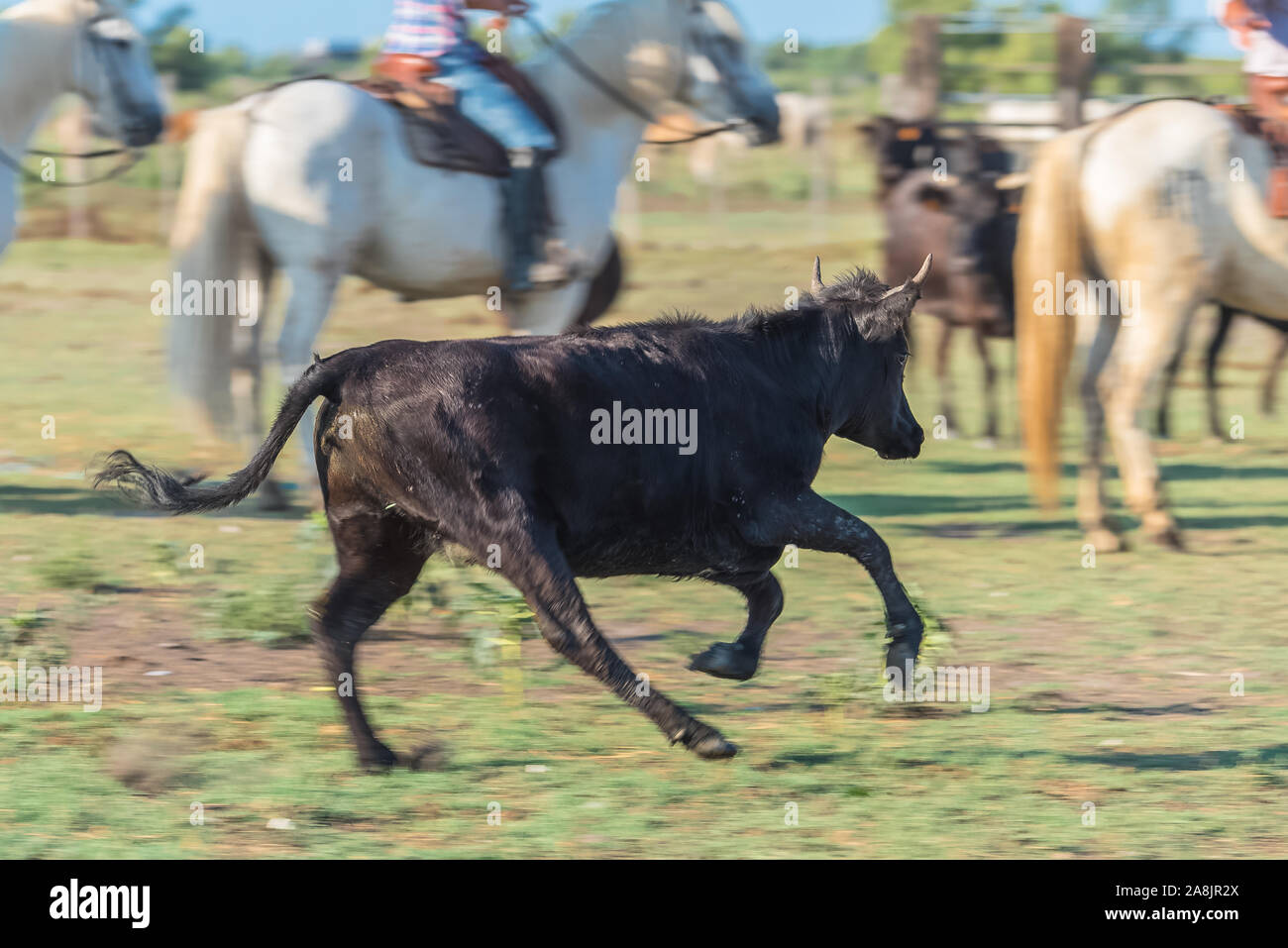 Bull running in a field, riders sorting bulls in Camargue Stock Photo ...