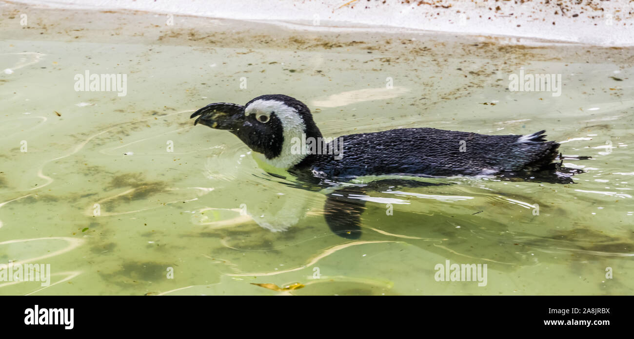african penguin swimming in the water, flightless bird from Africa ...