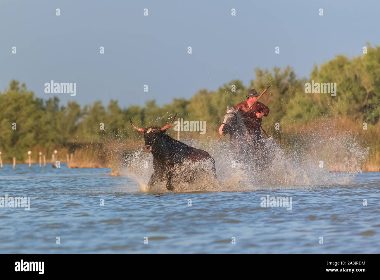 Bull galloping in the water, running bull in Camargue Stock Photo - Alamy