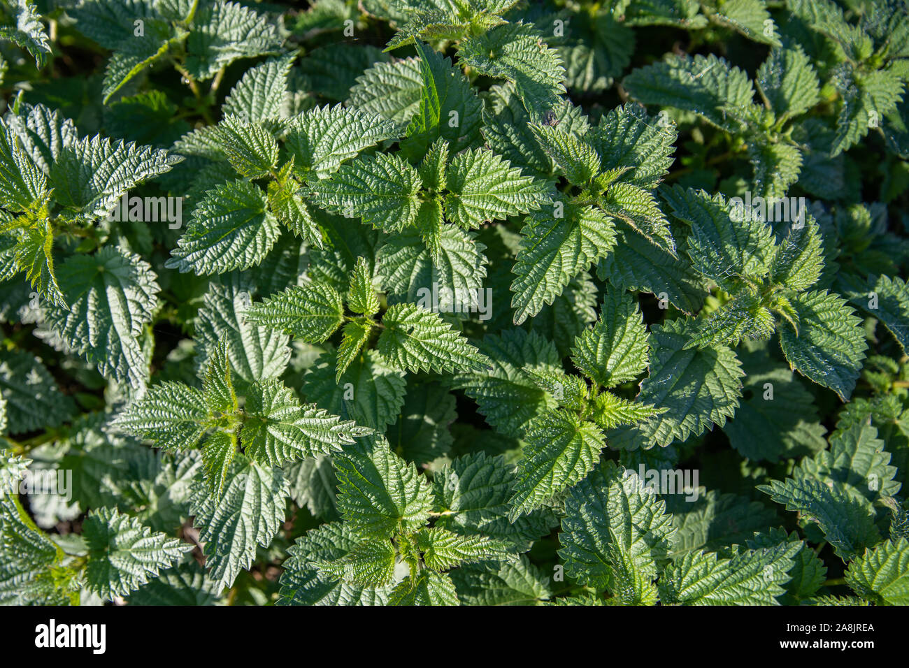 Nettleurtica hi-res stock photography and images - Alamy