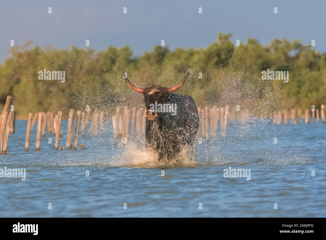 Bull galloping in the water, running bull in Camargue Stock Photo - Alamy