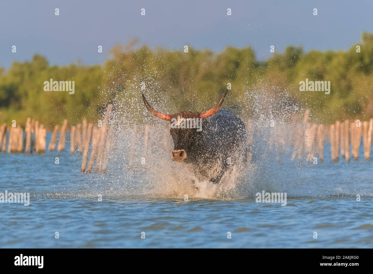Bull galloping in the water, running bull in Camargue Stock Photo - Alamy