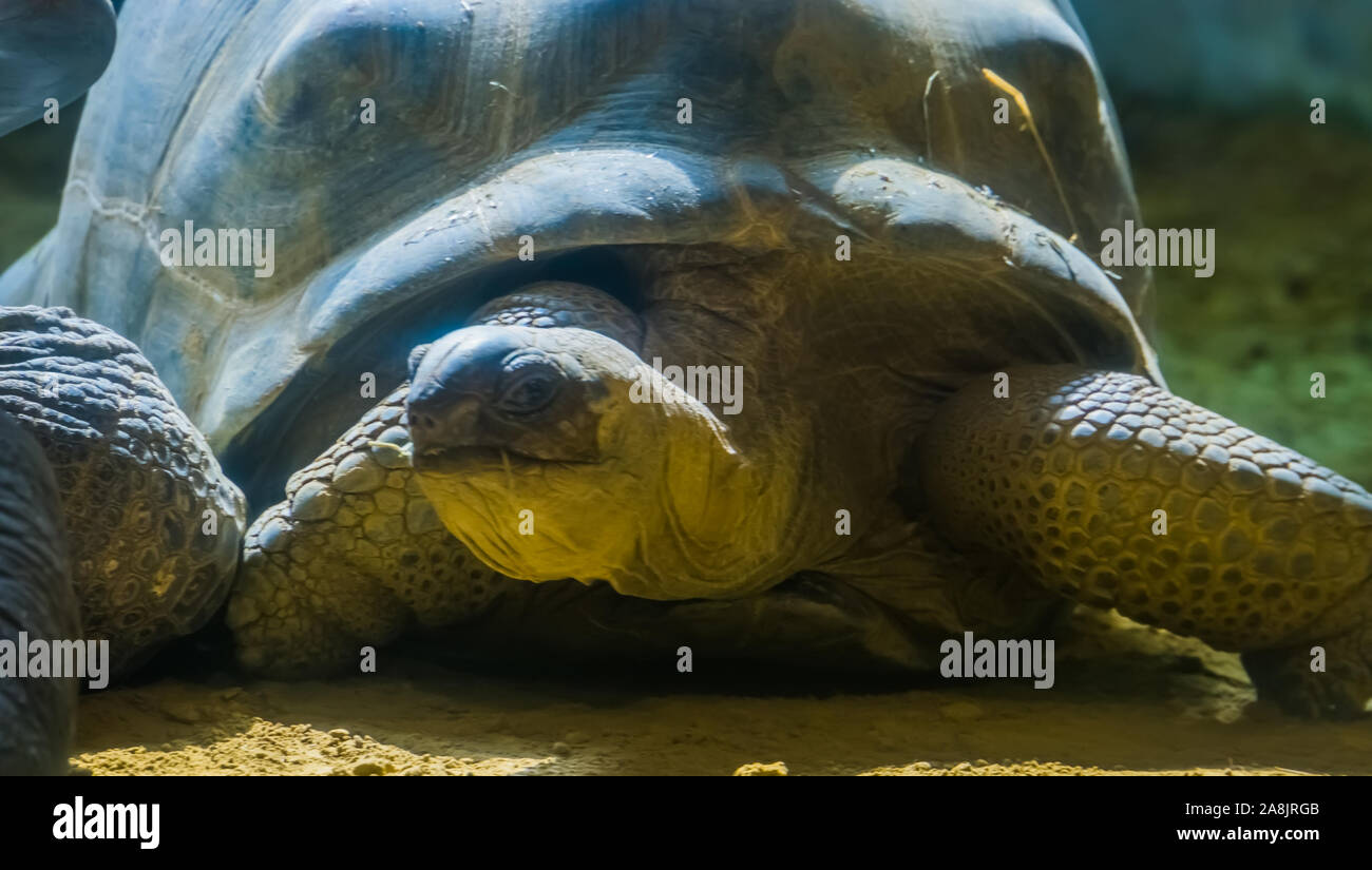 Massive turtle hi-res stock photography and images - Alamy