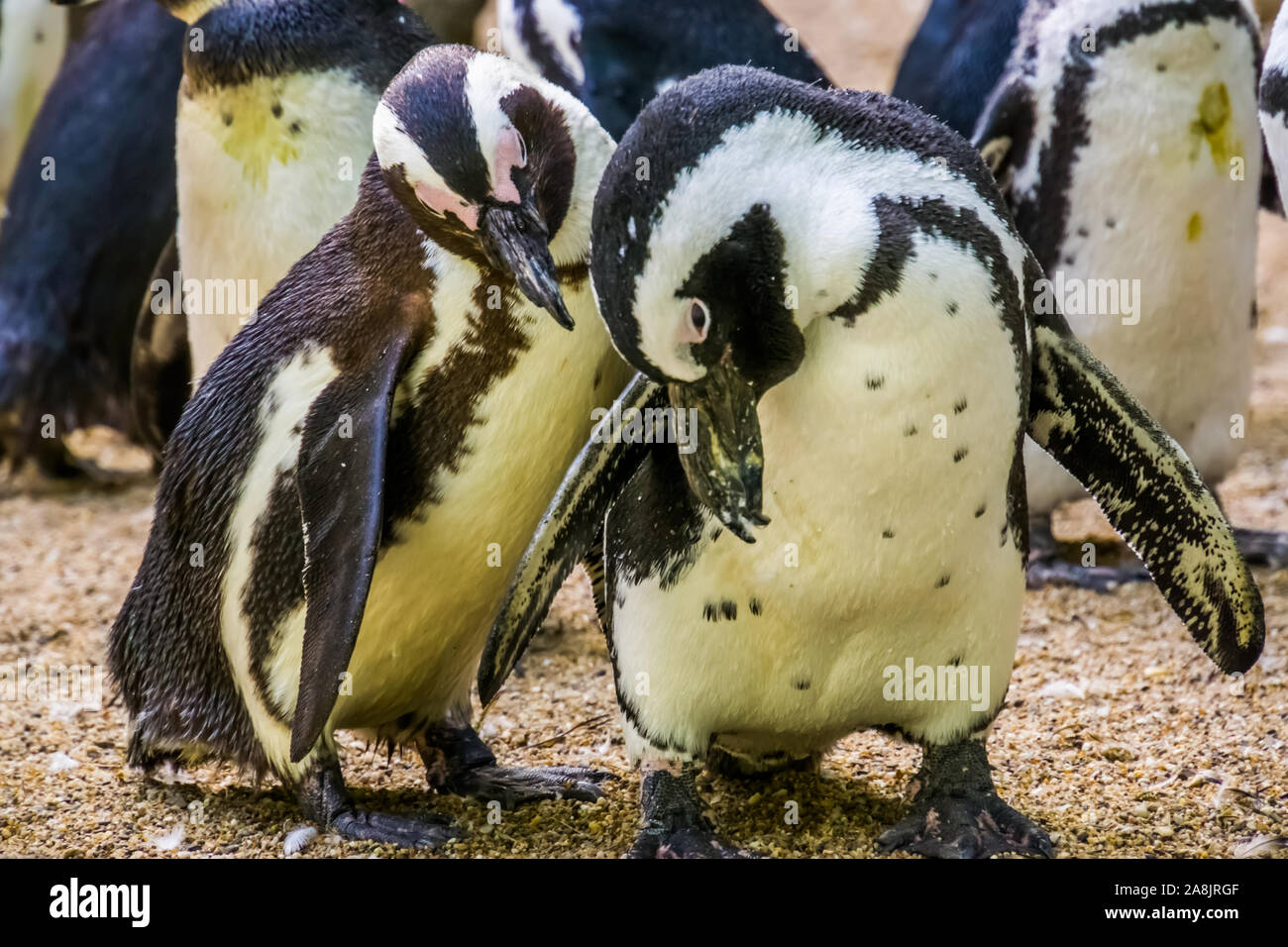 african penguin couple together, flightless birds from Africa ...