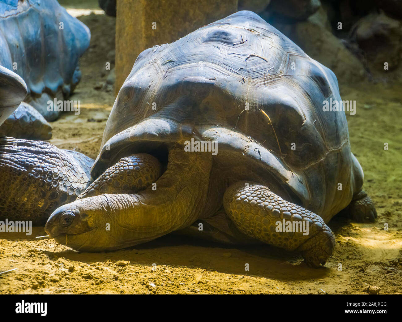 portrait of a giant aldabra tortoise, worlds largest land dwelling ...