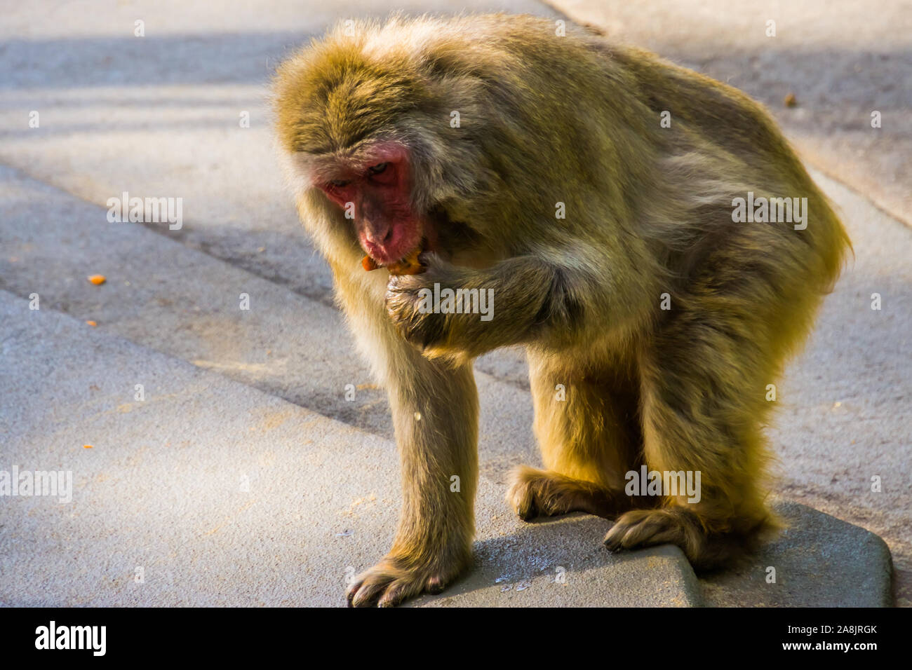 Japanese macaques eating hi-res stock photography and images - Alamy