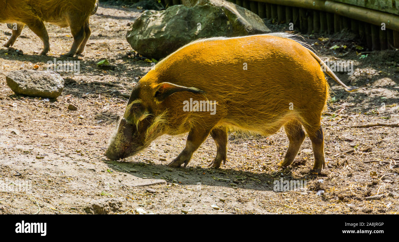red river hog closeup portrait, tropical wild boar specie from Africa ...