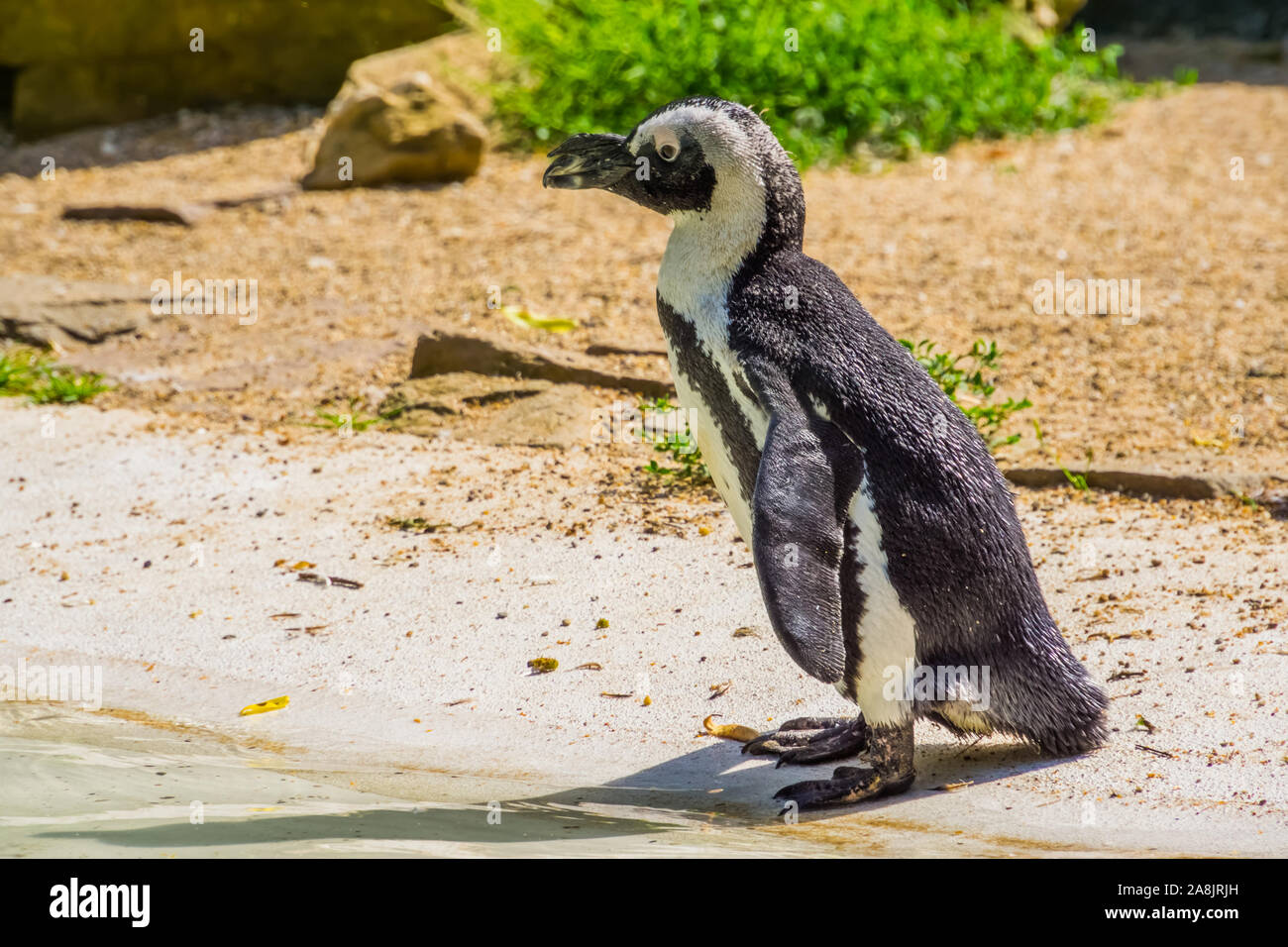portrait of a african penguin on land, flightless bird from Africa ...