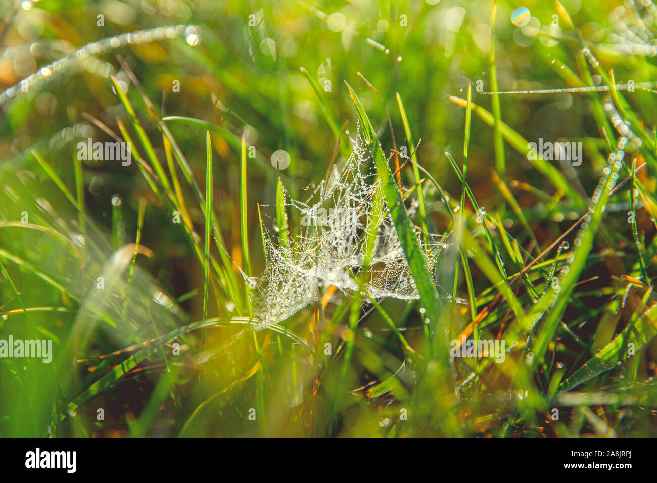 Green transparent spider hi-res stock photography and images - Alamy
