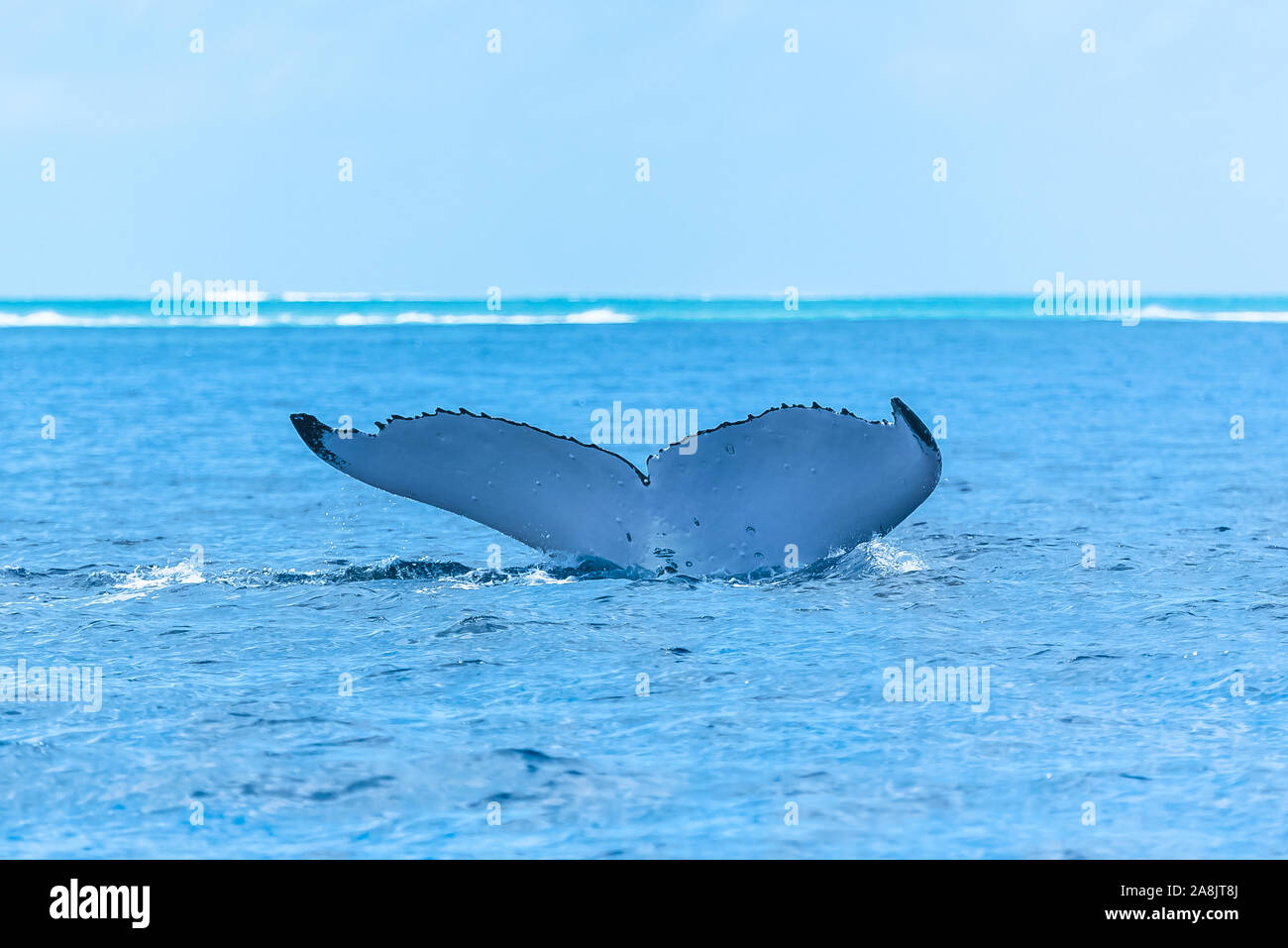 Humpback whale diving, tail out of the sea, french Polynesia Stock ...