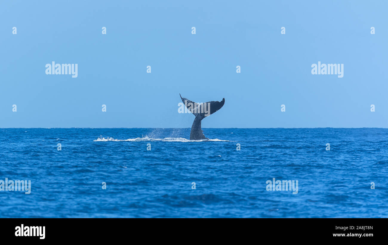 Humpback whale diving, tail out of the sea, french Polynesia Stock ...