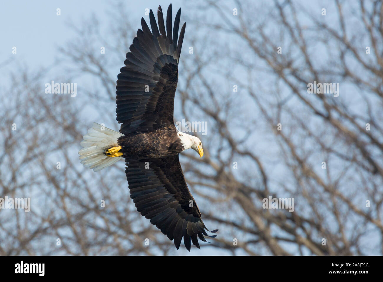 A wild, mature bald eagle hunting fish along the Iowa River in Iowa ...