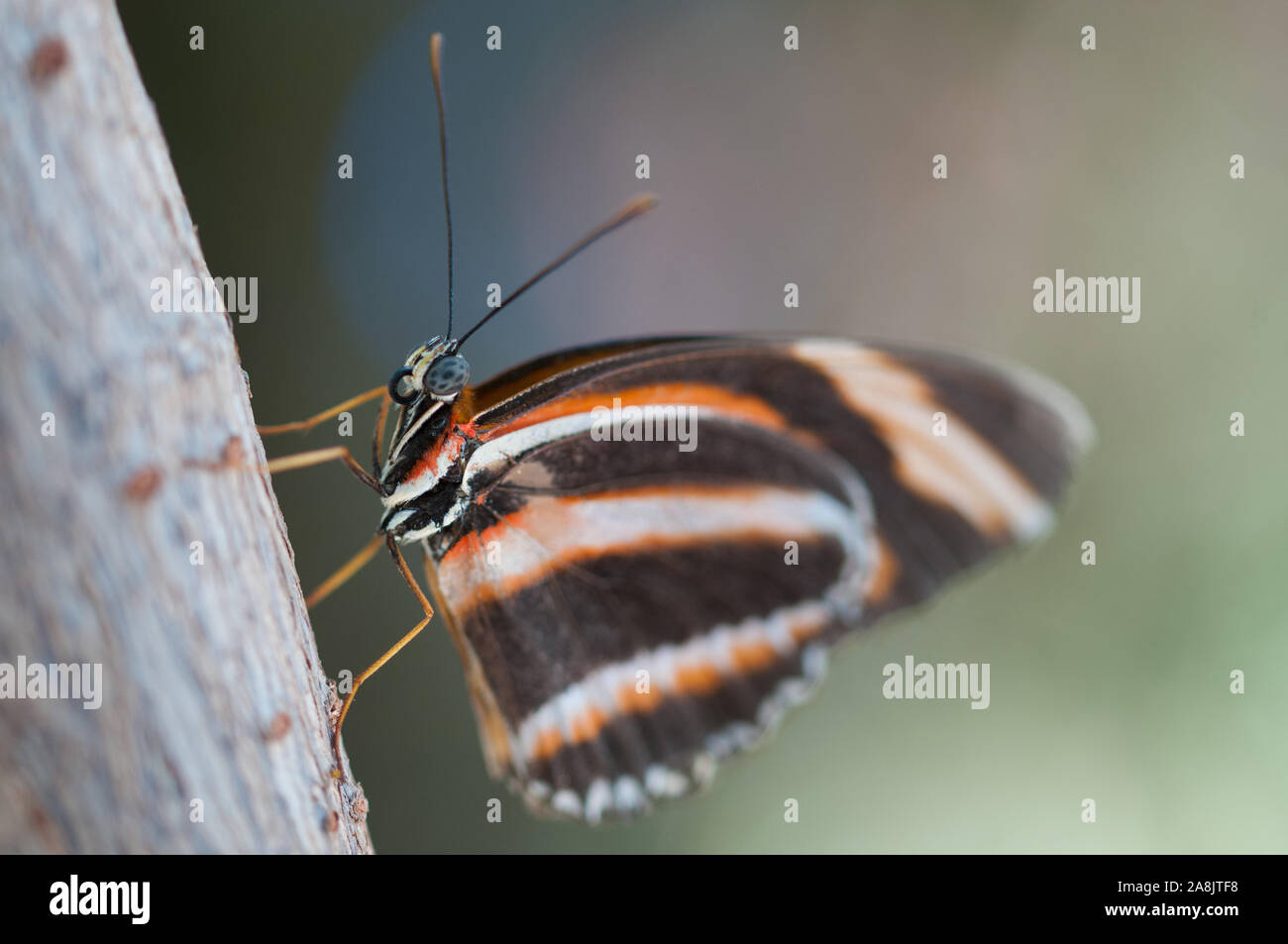 Banded Orange Heliconian (Dryadula Phaetusa Stock Photo - Alamy