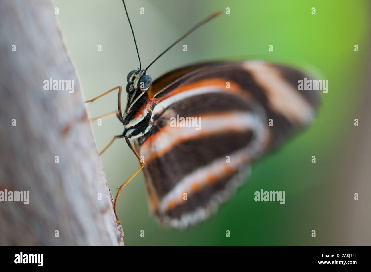 Banded Orange Heliconian (Dryadula Phaetusa Stock Photo - Alamy