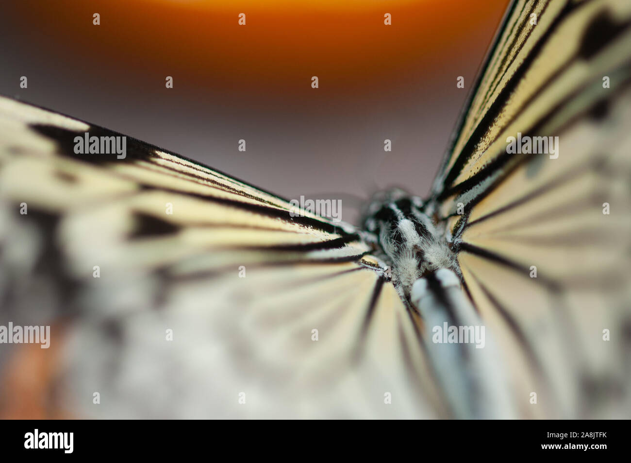 Ceylon Tree Nymph Butterfly Stock Photo - Alamy