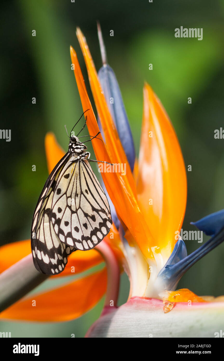 Ceylon Tree Nymph Butterfly Stock Photo - Alamy