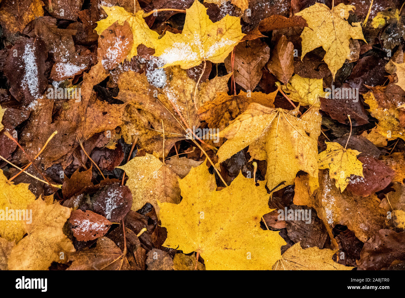Scottish autumn, fall colours Stock Photo - Alamy