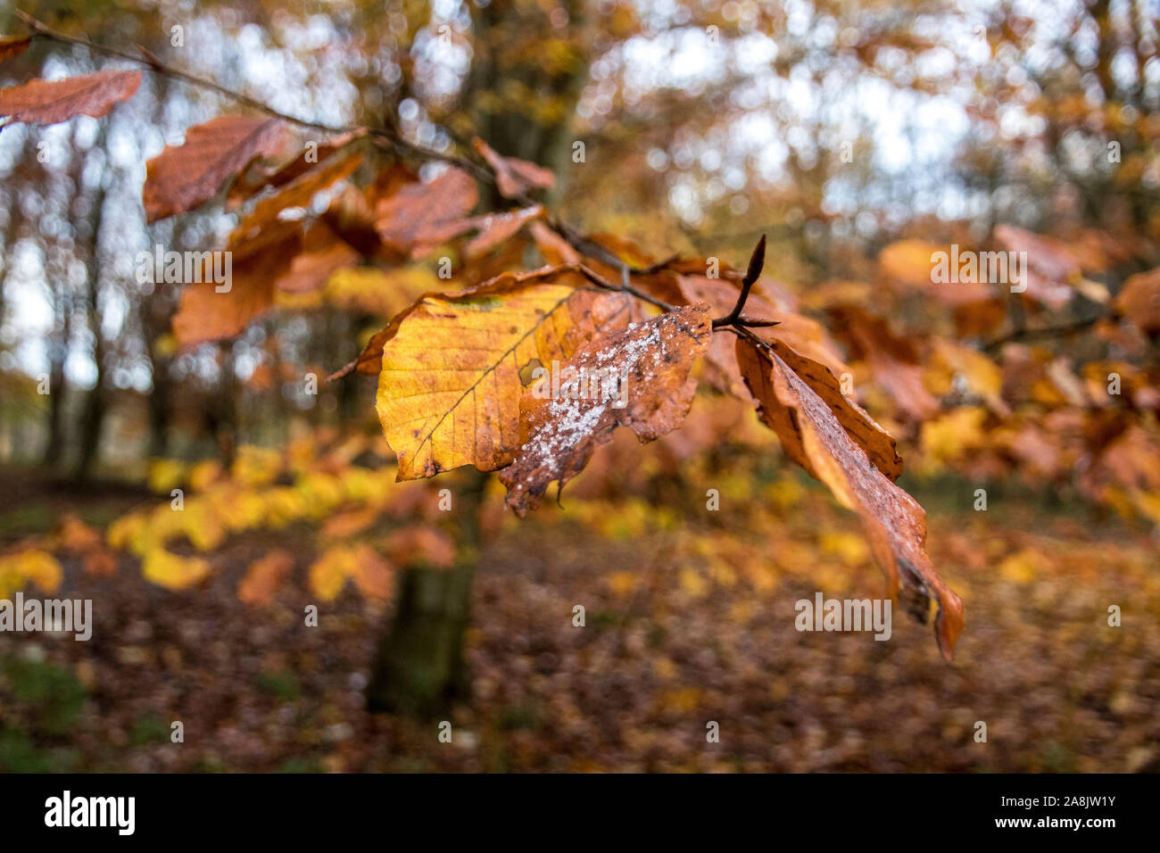 Scottish autumn, fall colours Stock Photo - Alamy
