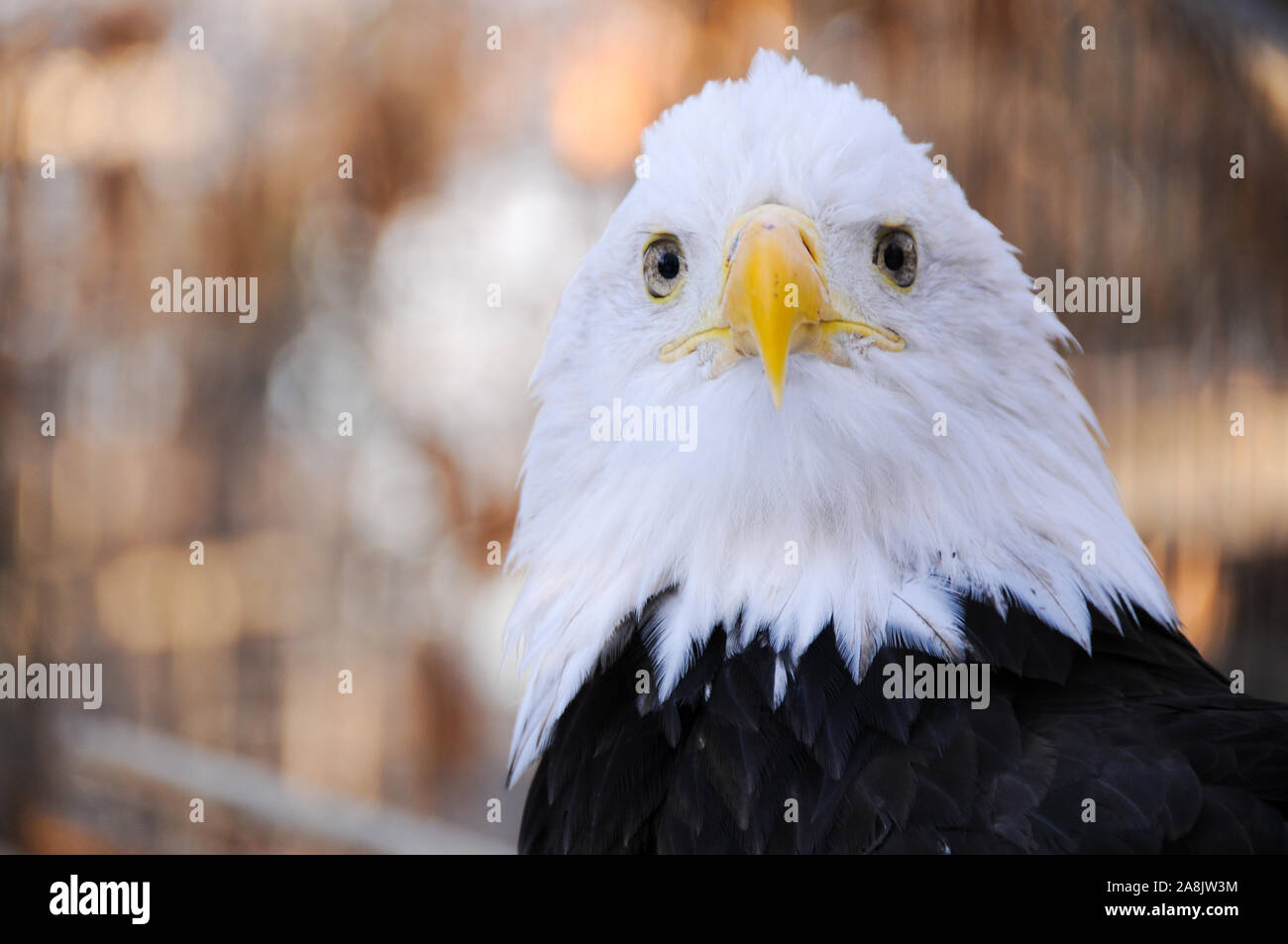 White head eagle hi-res stock photography and images - Alamy