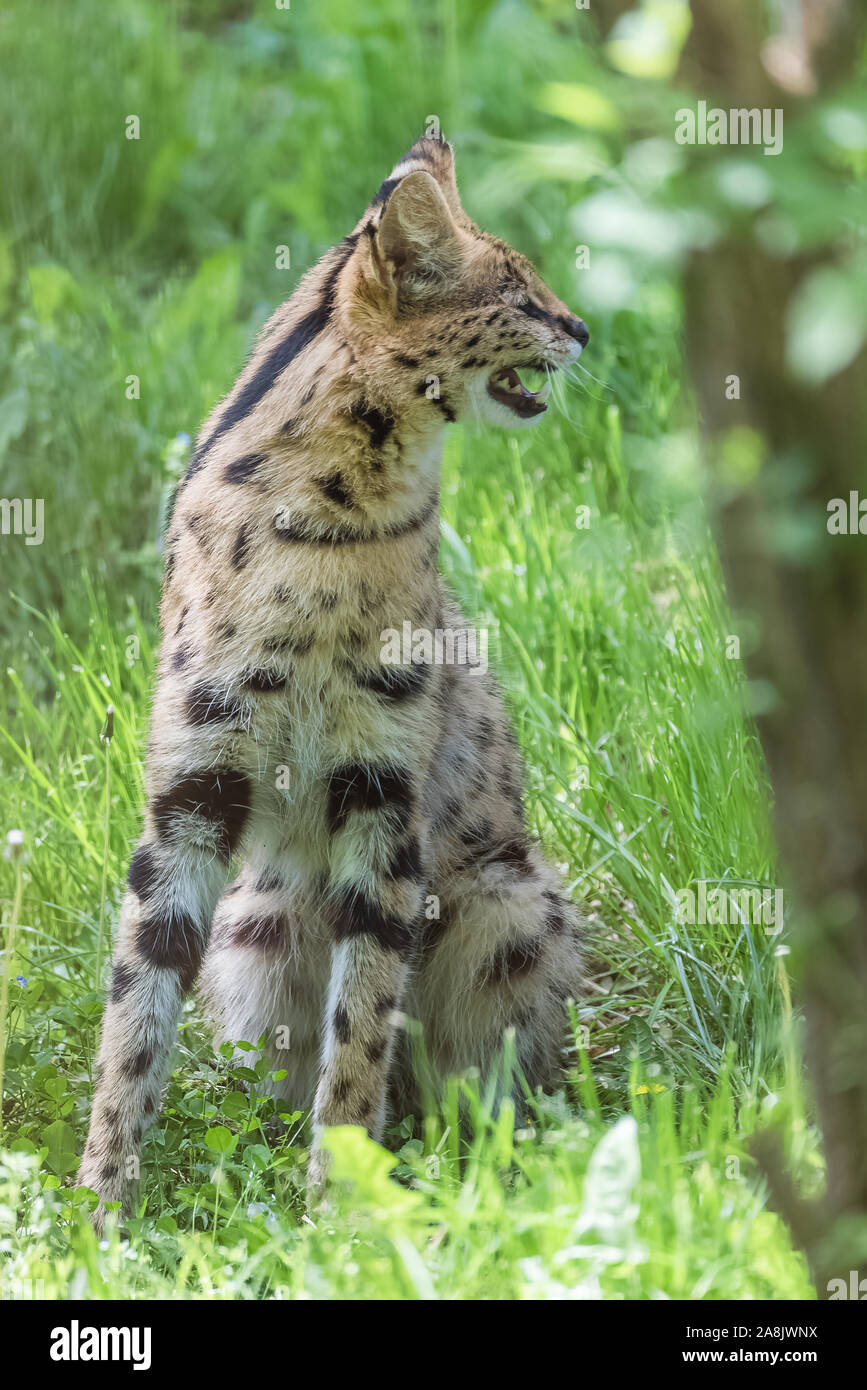 serval, leptailurus serval, beautiful animal standing in the forest ...