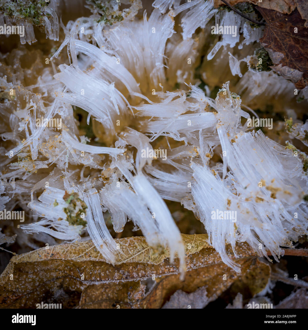 Needle ice hi-res stock photography and images - Alamy