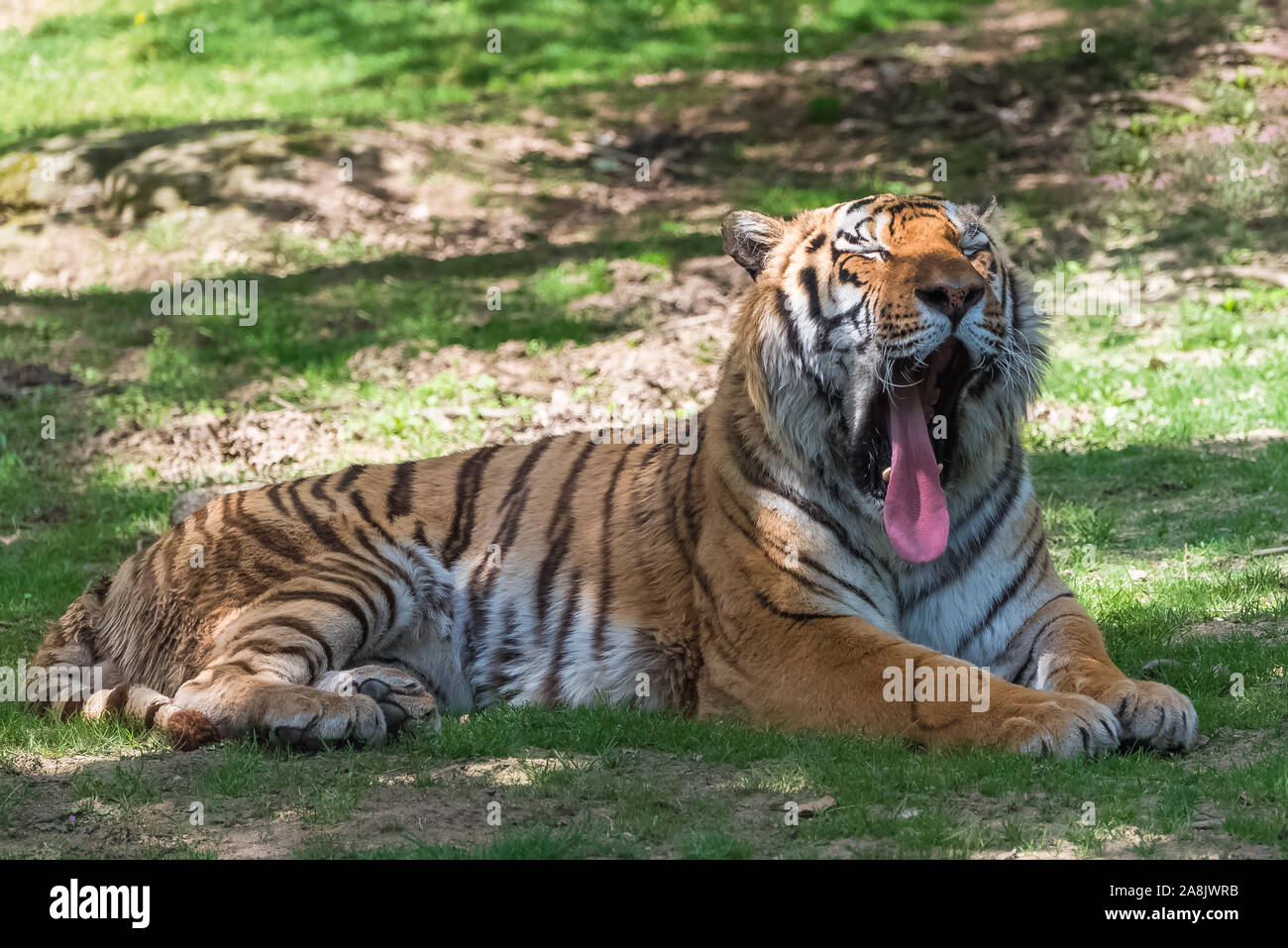 Siberian tiger or Amur tiger yawning Stock Photo - Alamy