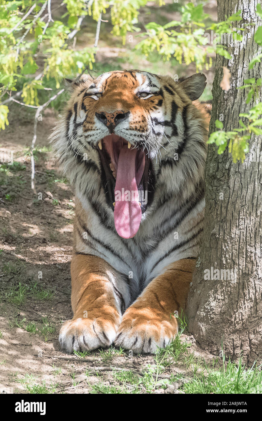 Siberian tiger or Amur tiger yawning Stock Photo - Alamy