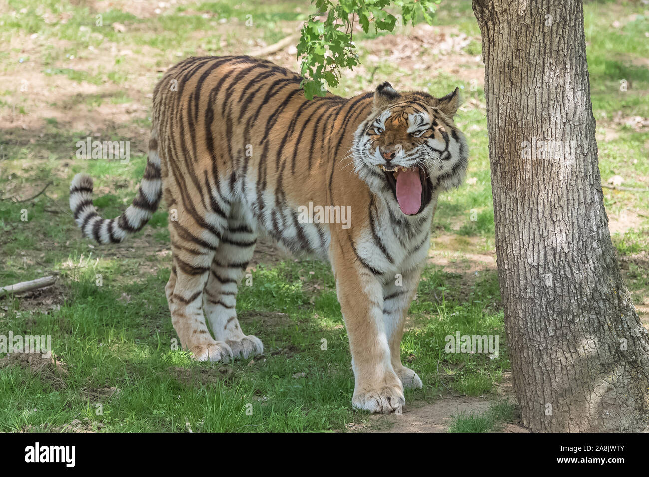 White bengal tiger tiger with tongue out hi-res stock photography and ...