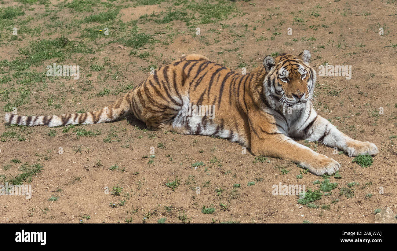 White bengal tiger tiger with tongue out hi-res stock photography and ...