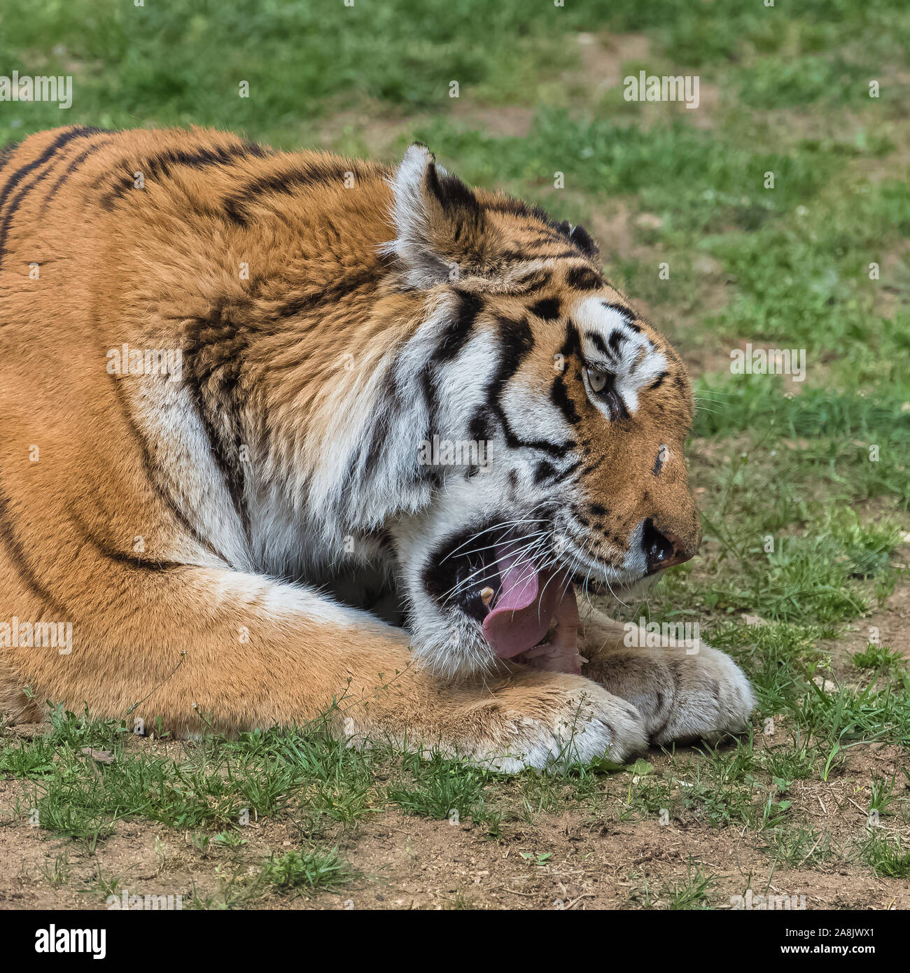 White bengal tiger tiger with tongue out hi-res stock photography and ...