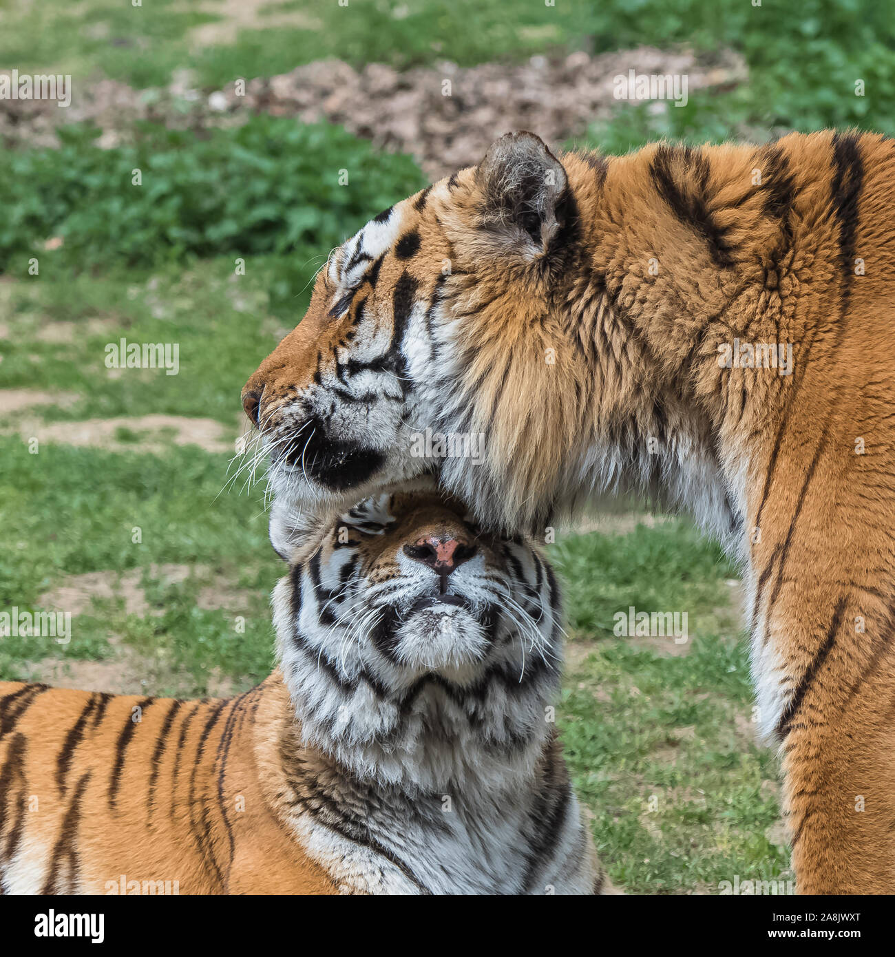 Siberian tiger or Amur tiger, couple, love Stock Photo - Alamy