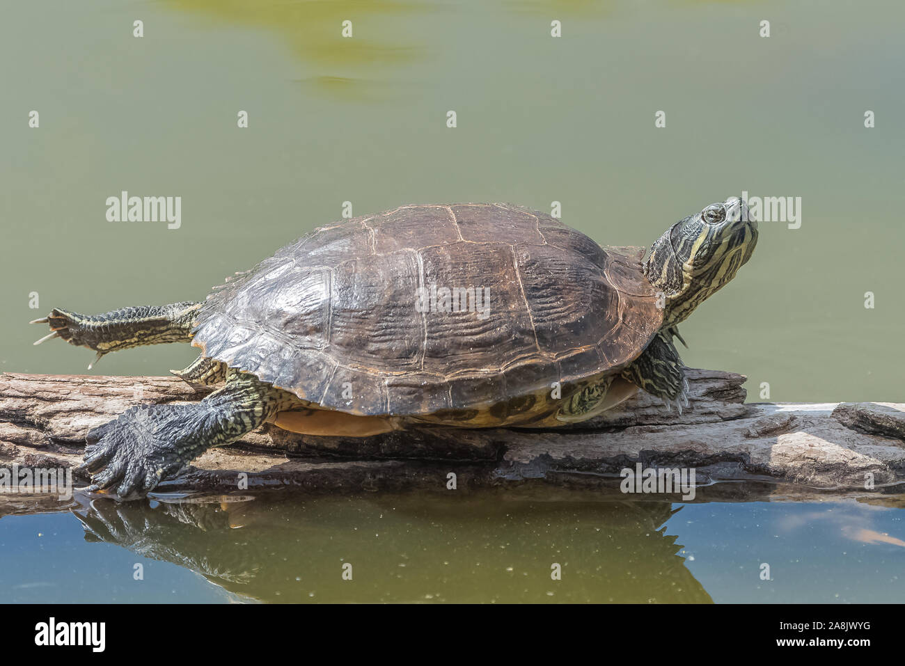 red eared slider turtle, tortoise on a floated wood in the pond Stock ...