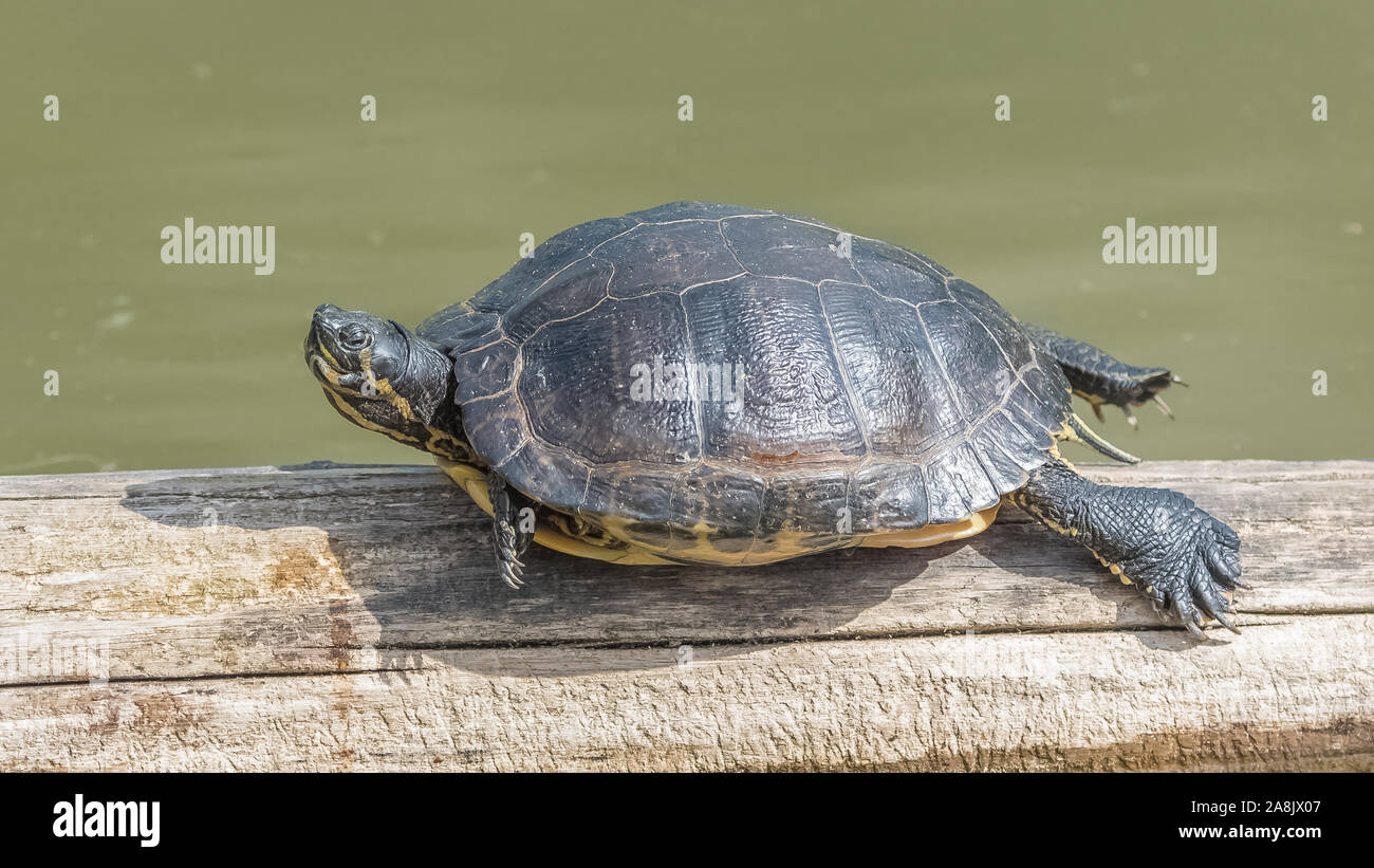 red eared slider turtle, tortoise on a floated wood in the pond Stock ...